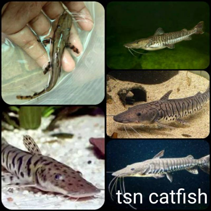 Jual ikan tiger shovelnose catfish (TSN) | Shopee Indonesia