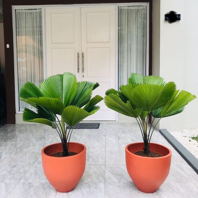Jual Tanaman hias palem kol//pohon palem kol | Shopee Indonesia