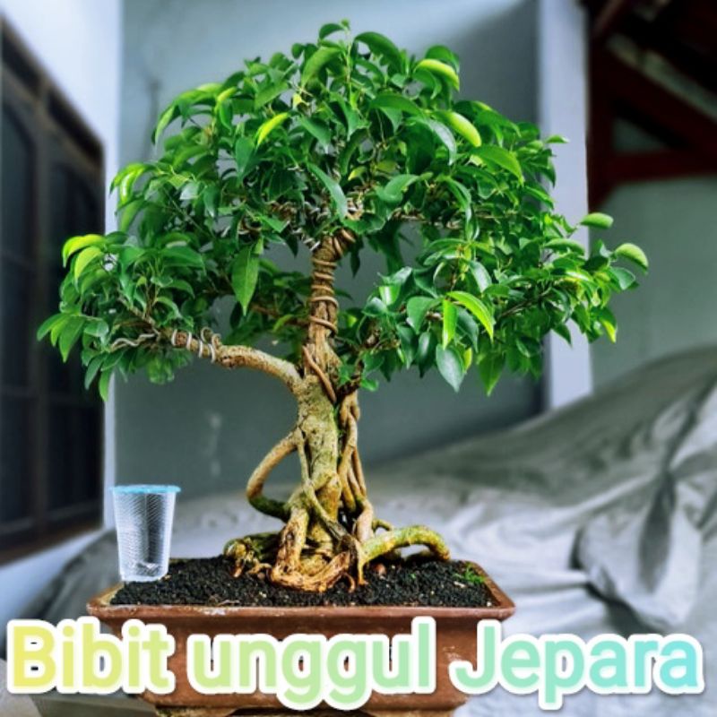 Jual BONSAI BERINGIN SUDAH JADI | Shopee Indonesia