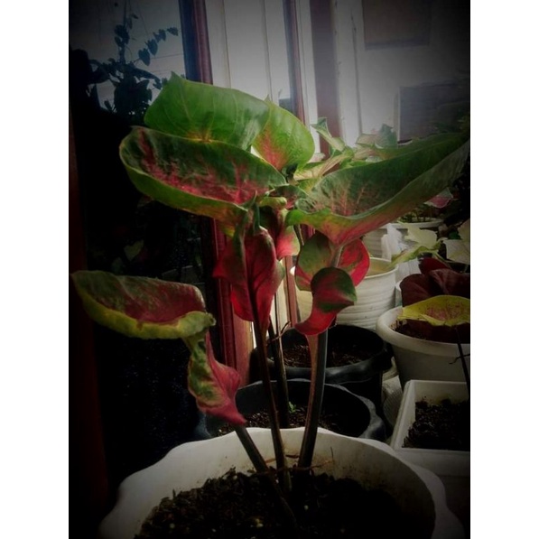 Jual thai series ganda mangkok, keladi double leave, keladi daun ganda ...