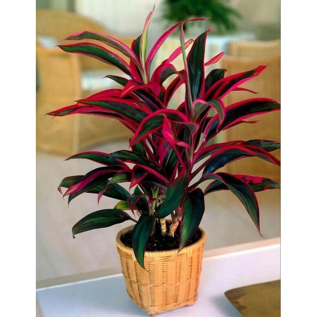 Jual Tanaman Hias Hanjuang Merah - Tanaman Hias Hidup Hanjuang Merah ...