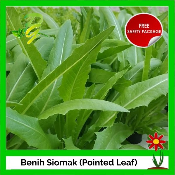 Jual Benih Biji Siomak (Selada Wangi) | Shopee Indonesia