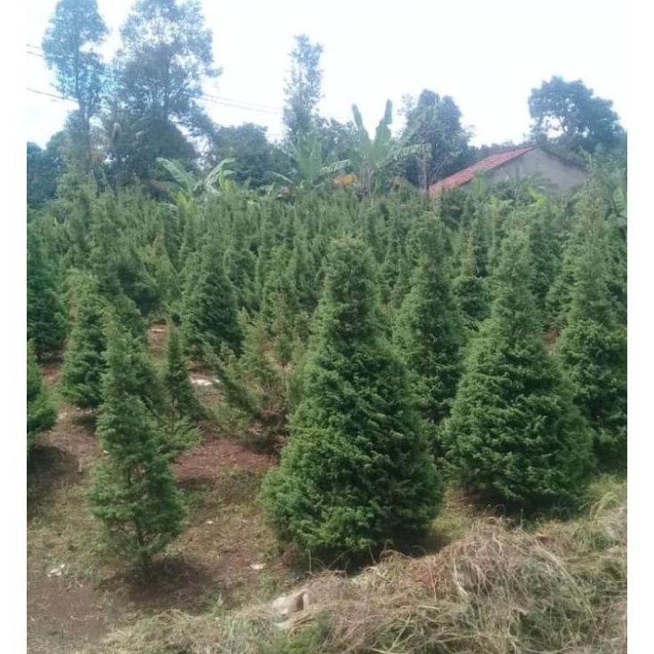 Jual Tanaman Cemara Natal Asli Pohon Cemara Natal Asli Tinggi 2 Meter ... Jual Tanaman Cemara Natal Asli Pohon Cemara Natal Asli Tinggi 2 Meter ...