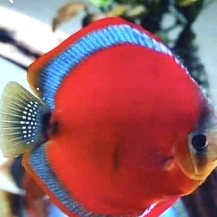 Jual Ikan Discus San Merah / Sun Merah / Blue Rim / Import / F1 ...