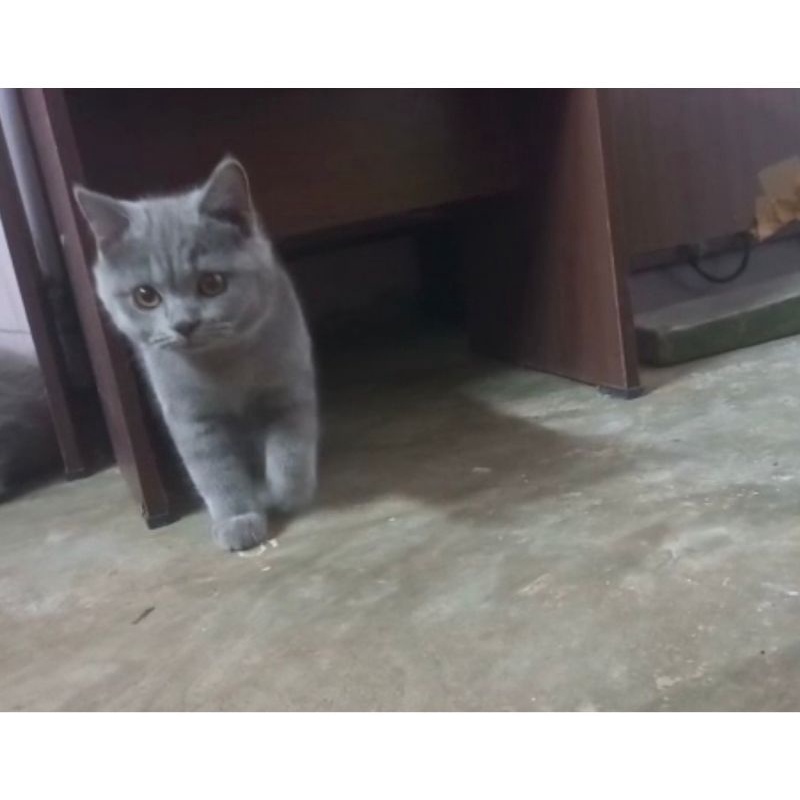 Jual KUCING KITTEN BSH BLUE || KUCING BRITISH SHORT HAIR BLUE | Shopee ...