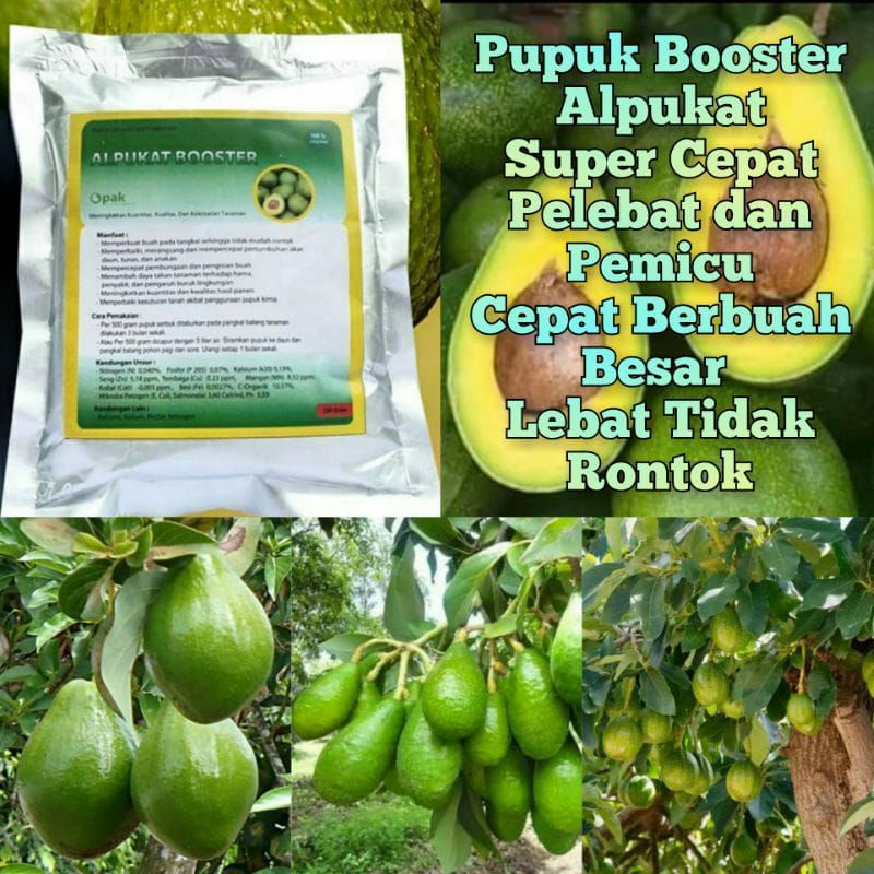 Jual Pupuk Organik Pelebat Buah Dan Booster Alpukat Cepat Berbuah Lebat | Shopee Indonesia