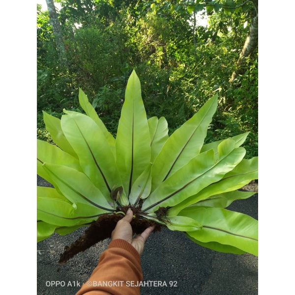 Jual kadaka hutan tanaman hias kadaka pohon murah kadaka mini | Shopee ...