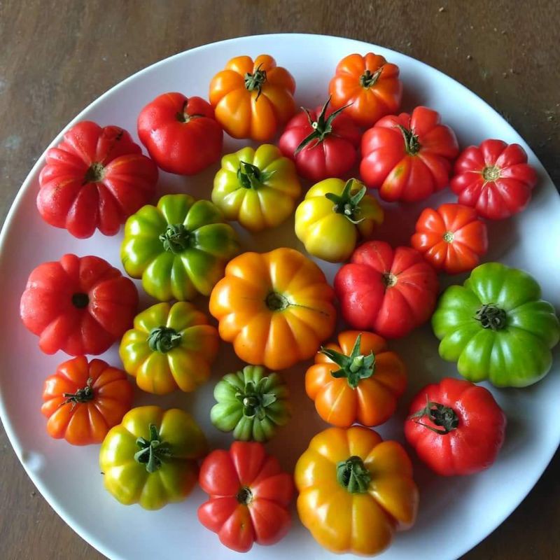 Jual BIJI BENIH TOMAT MAWAR TOMAT RANTI KERITING ISI 10 BIJI SAYURAN BUAH HERBAL MEDAN | Shopee ...