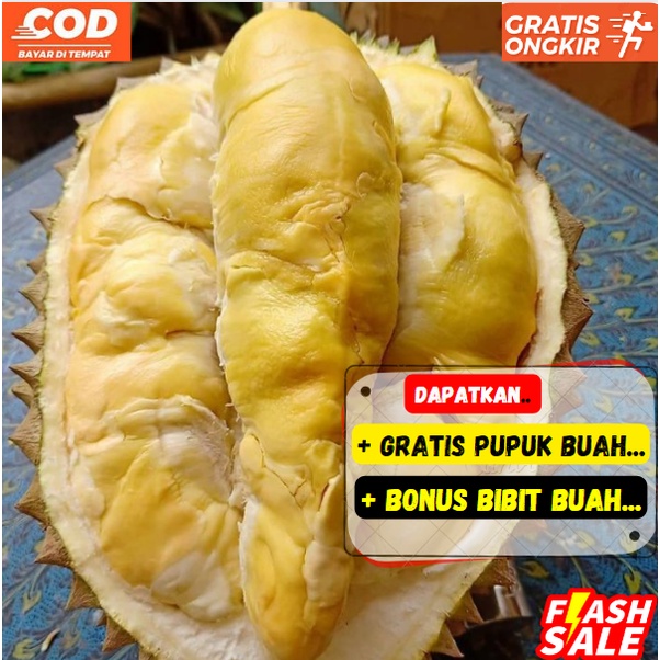 Jual Bibit Pohon Durian Kane/Kani Kaki 3 Super Unggulan Sangat Cepat ...