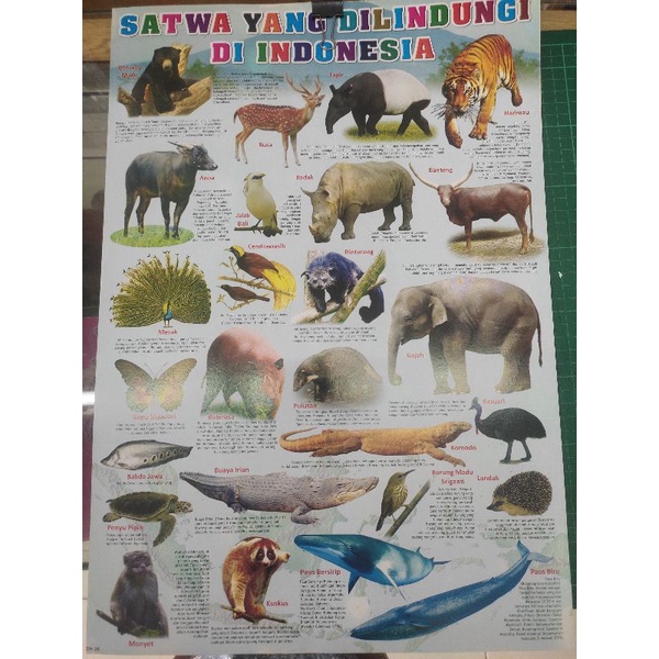 Jual Poster Belajar Anak Mengenal Nama Binatang | Shopee Indonesia