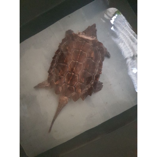 Jual KURA AST (ALLIGATOR SNAPPING TURTLE) | Shopee Indonesia