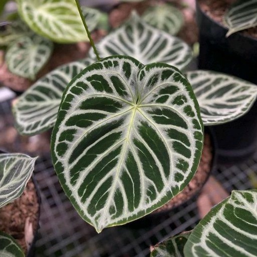 Jual Tanaman hias anthurium dorayaki silver anakan | Shopee Indonesia