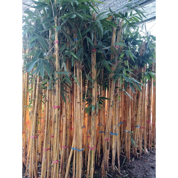 Jual pohon bambu kuning panda | Shopee Indonesia