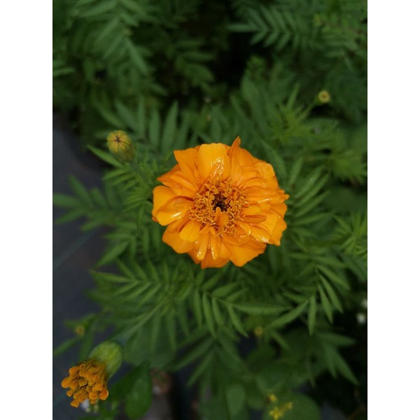 Jual Bunga cocok botol / tahi kotok / mexican marigold / kenikir oren ...