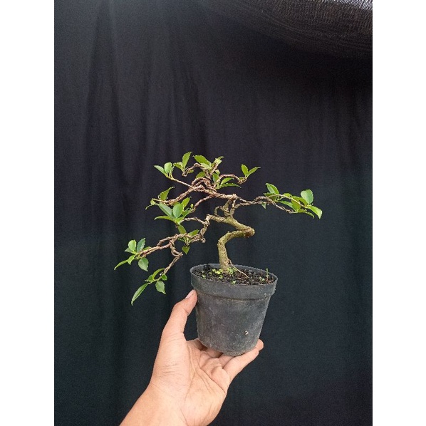 Jual Bonsai kimeng, bonsai mame ficus microcarpa | Shopee Indonesia