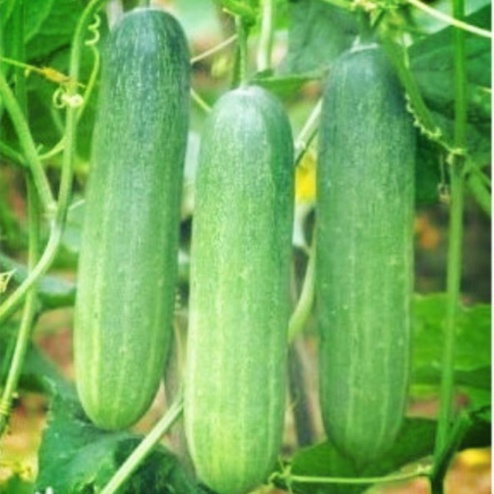 Jual Benih Bibit Ketimun Timun Organik Cucumber Seeds Mudah Tumbuh 20 ...