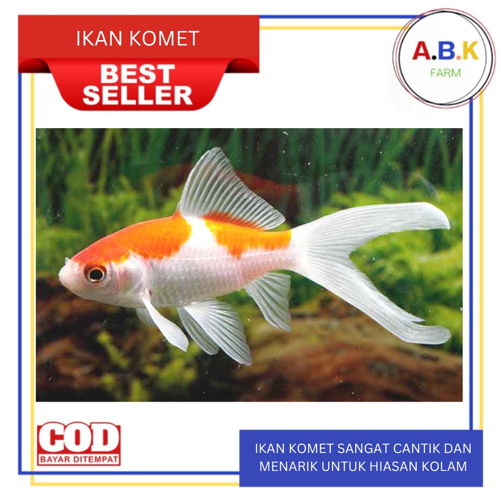 Jual Ikan Mas Komet Slayer - Ikan Hias Aquascape dan Kolam | Shopee ...