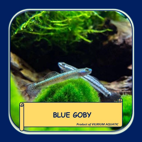 Jual IKAN HIAS AIR TAWAR - GOBY BIRU / BLUE GOBY FISH | Shopee Indonesia