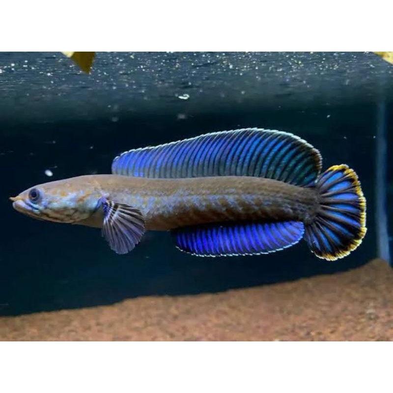 Jual ikan channa andrao ukuran 3-4 cm | Shopee Indonesia