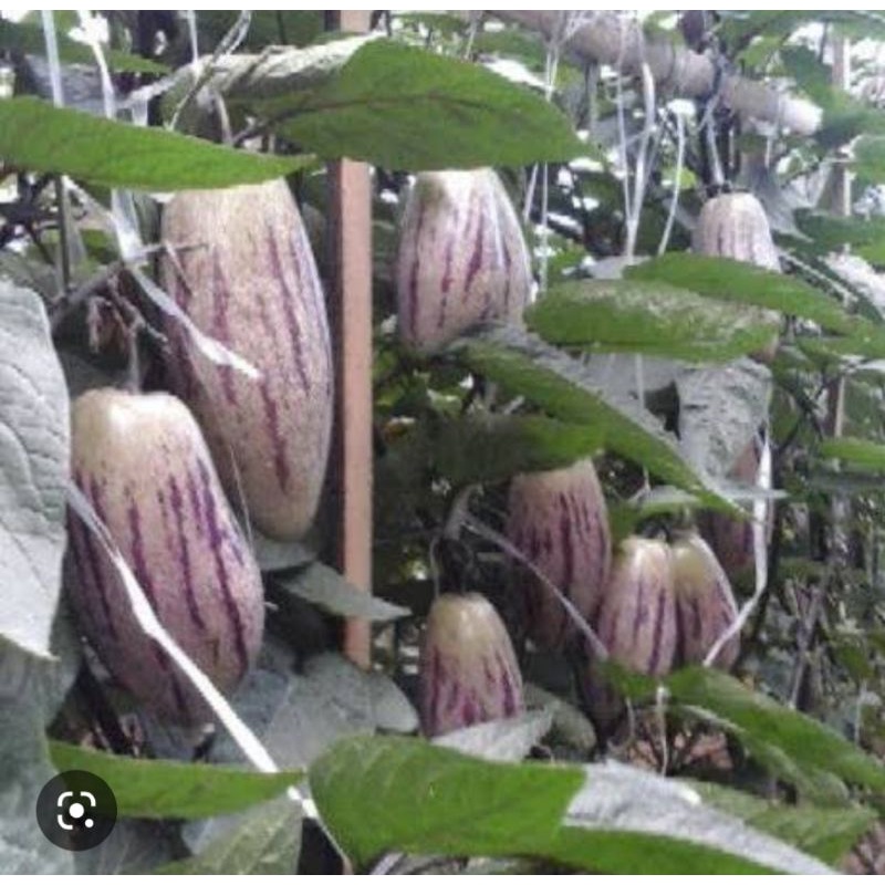 Jual Bibit Buah Pepino Ungu | Shopee Indonesia