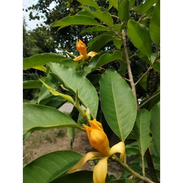 Jual bunga kanthil kuning / cempaka kuning | Shopee Indonesia