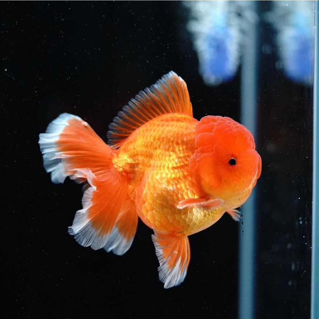 Jual Ikan koki oranda / short body rosetail / Rosetail oranda red ...