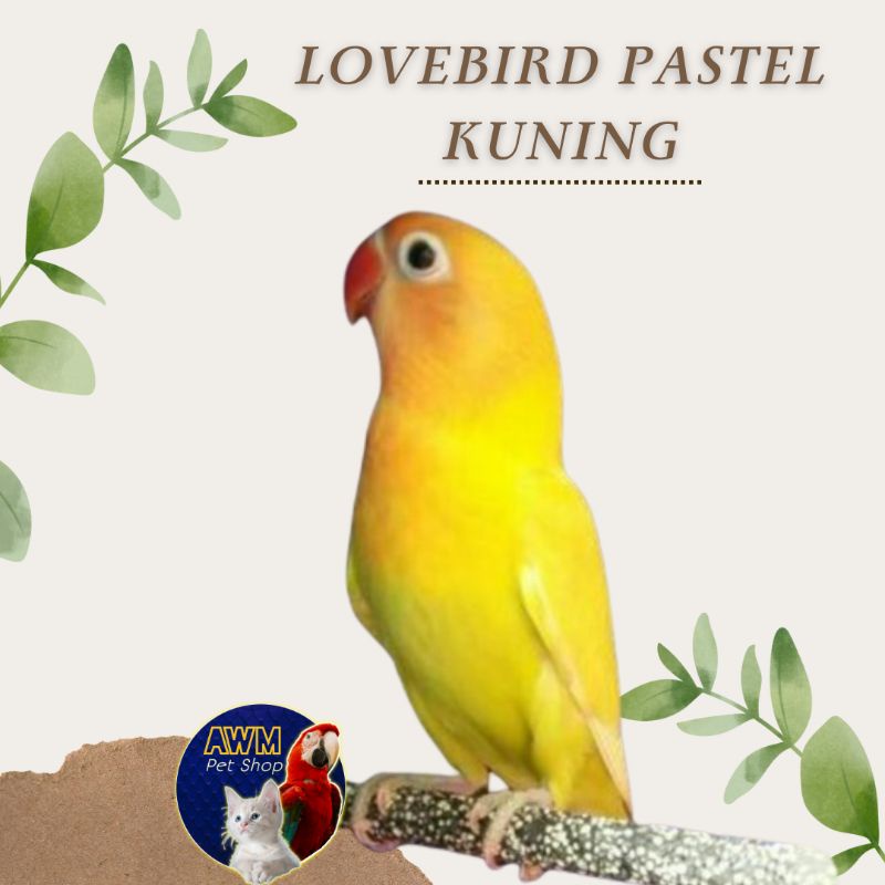 Jual BURUNG LOVEBIRD PASKUN PASTEL KUNING | Shopee Indonesia