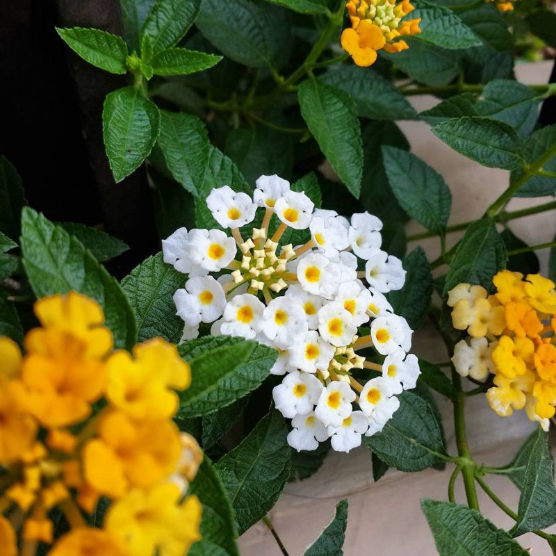 Jual Bunga Tembelekan putih / bunga tahi ayam putih / vegetasi lebah ...