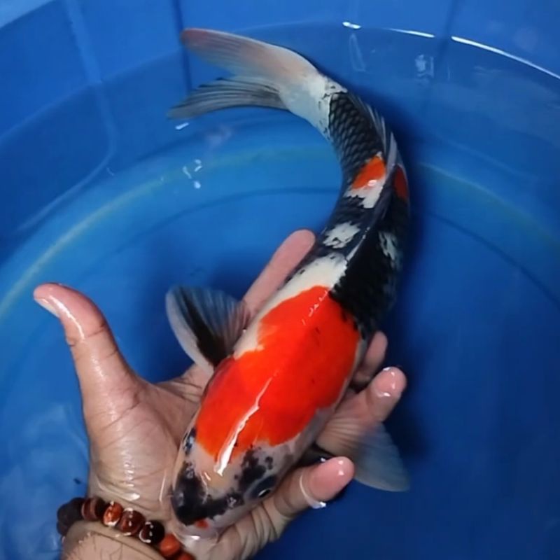 Jual Ikan Koi Blitar Jenis Kindai Showa / Rumah Koi Jakarta / kode 0030 ...