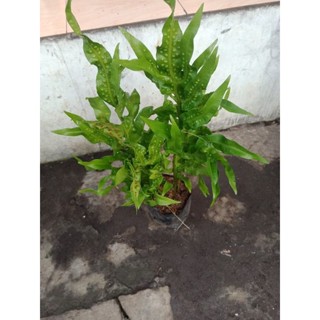 Jual Tanaman Pakis Lidah Api | Shopee Indonesia