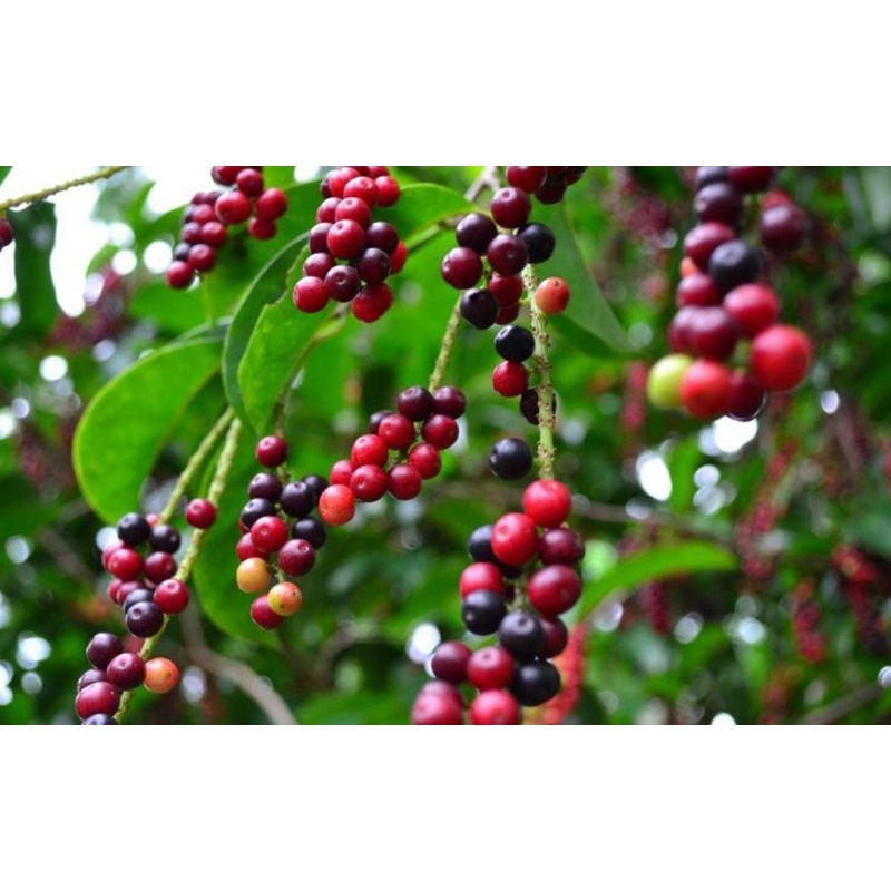 Jual Buah Buni 1 Kg Fresh / Buah Buni / Buah Huni | Shopee Indonesia