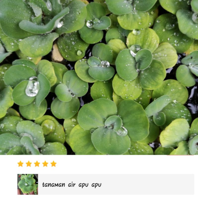 Jual tanaman air apu-apu | tanaman air | tanaman apung | Shopee Indonesia