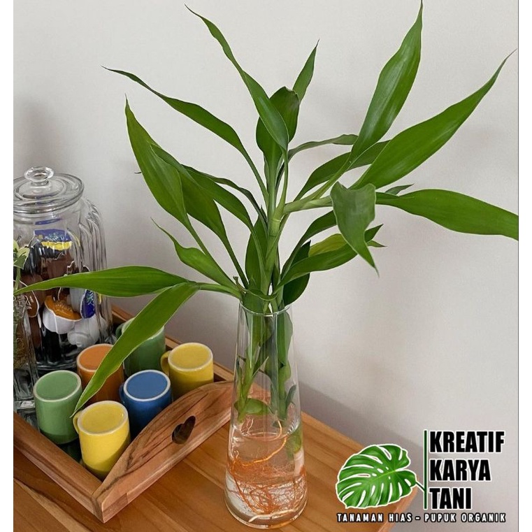 Jual Bambu hoki sri rejeki tanaman hidup di air - Bambu hoki hijau ...