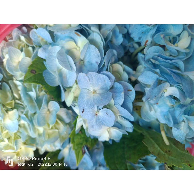 Jual bunga pecah seribu | Shopee Indonesia