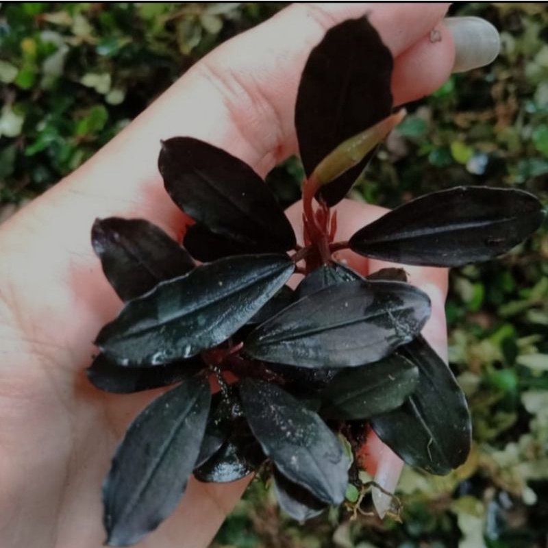 Jual Bucephalandra Penelope Tanaman Aquascape | Shopee Indonesia