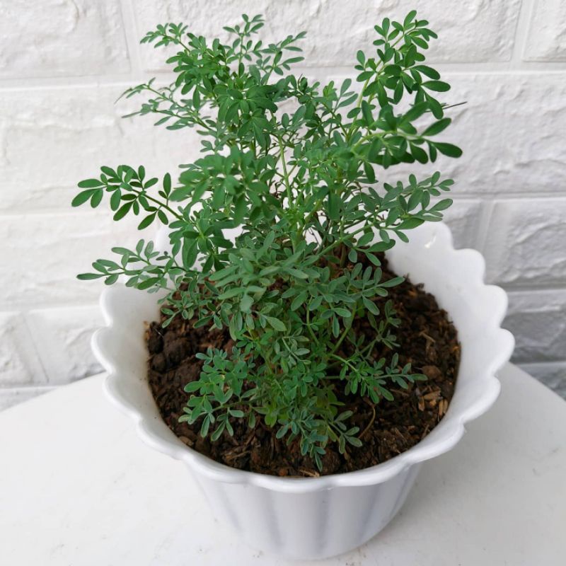 Jual Daun Herbal INGGU - Bibit Tanaman Herbal Inggu Ruta Graveolens ...