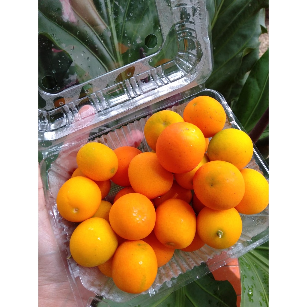 Jual Jeruk Kimkit Madu Golden / Nagami | Shopee Indonesia
