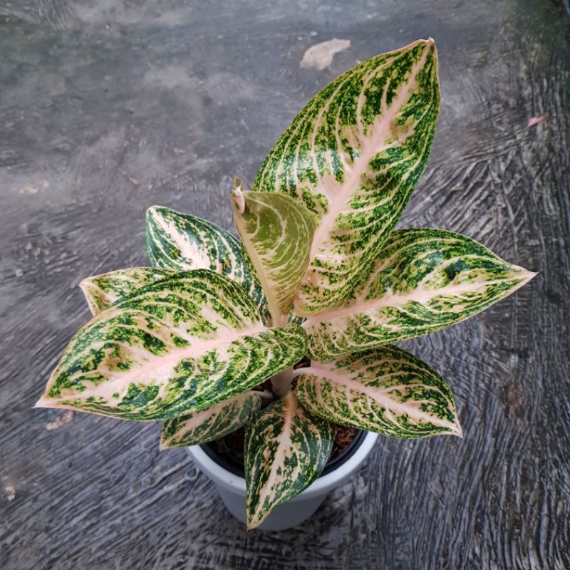 Jual Aglaonema Widuri Orange Mewah | Shopee Indonesia