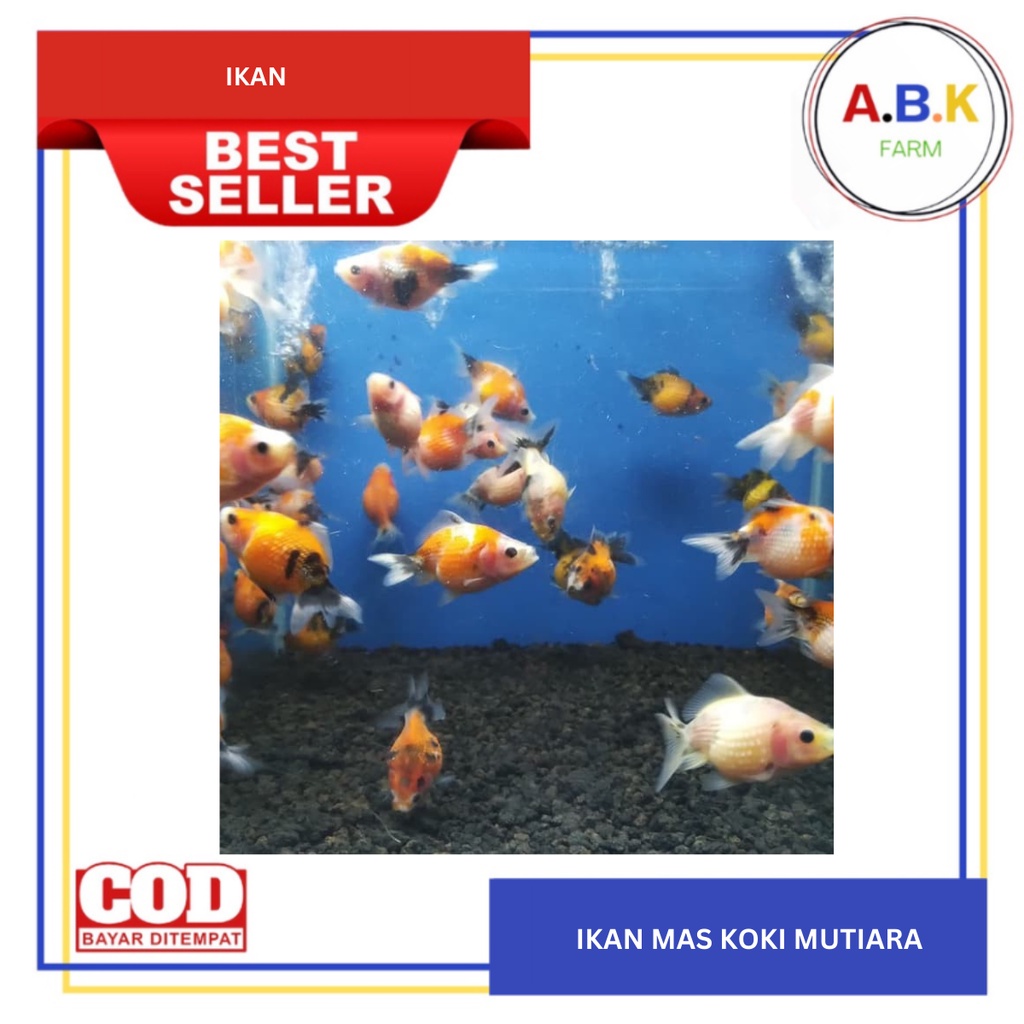 Jual IKAN MAS KOKI MUTIARA ORANGE BULLDOG AQUARIUM TAWAR | Shopee Indonesia