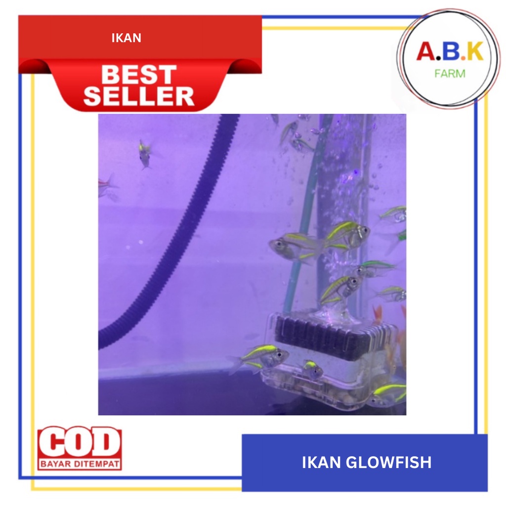 Jual IKAN GLASSFISH GLOWFISH HIAS AQUARIUM AIR TAWAR | Shopee Indonesia