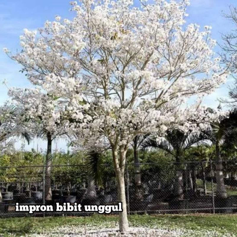 Jual Bibit Bunga Tabebuya Warna Putih | Shopee Indonesia