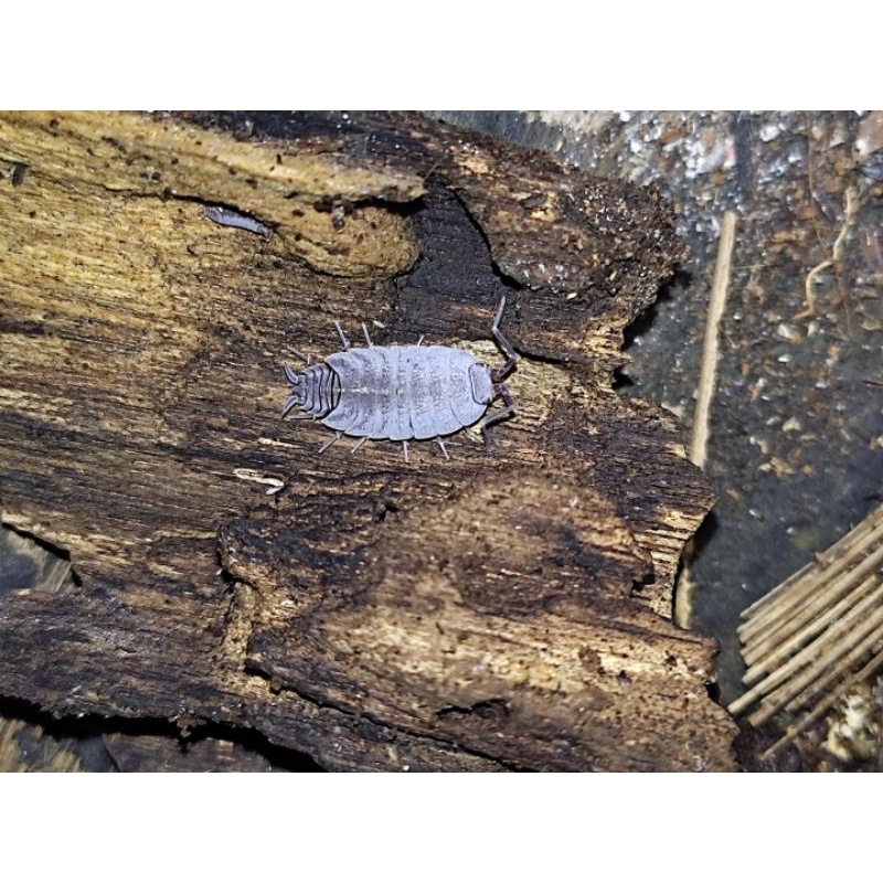 Jual Isopoda powder blue isopod porcellionides pruinosus untuk vivarium ...