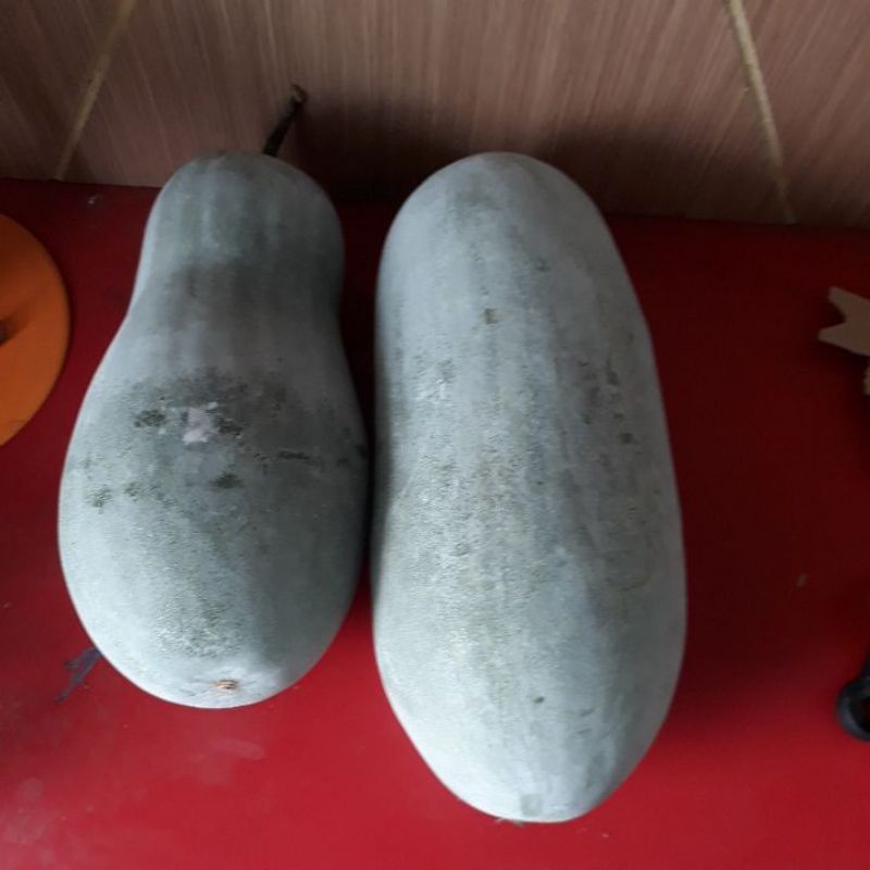 Jual Buah Labu Air Bligo atau Kondur Segar | Shopee Indonesia