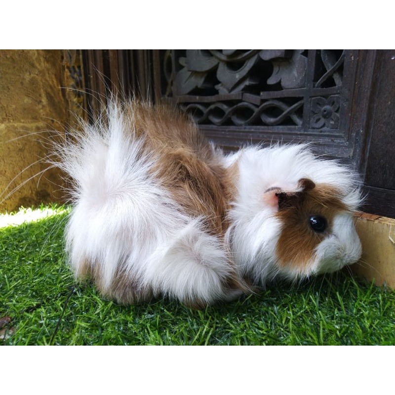 Jual Marmut lucu jenis Silky | Shopee Indonesia