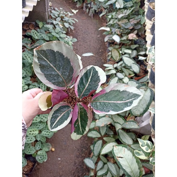 Jual Calathea Cynthia Cinthia Sintia | Shopee Indonesia