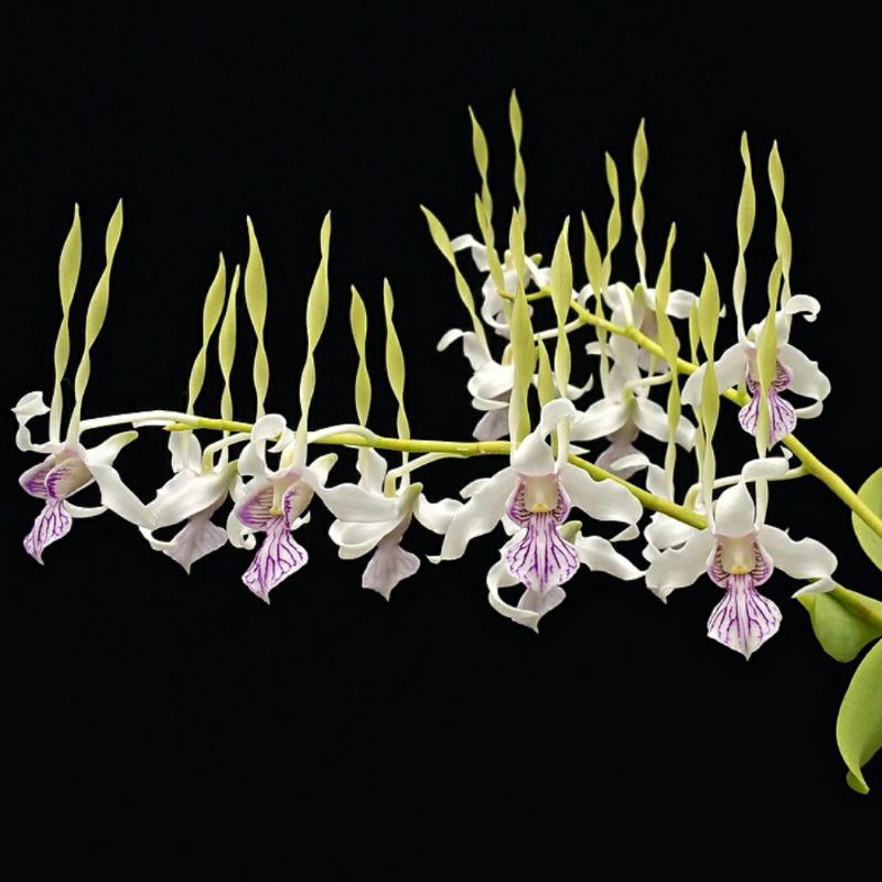 Jual Anggrek Stratiotes Seedling Dendrobium Keriting Exclusive AD230 ...