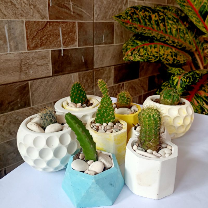 Jual Kaktus Mini Sukulen dan Pot mini aestetik | Shopee Indonesia
