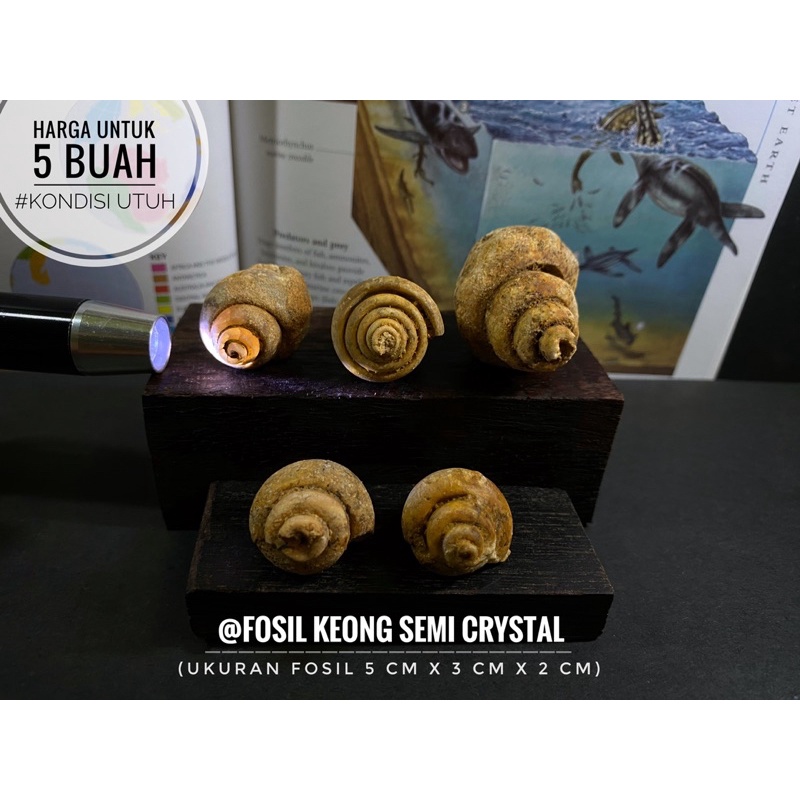Jual Fosil Keong Crystal B50 atau Fosil Kerang Natural atau Fosil ...