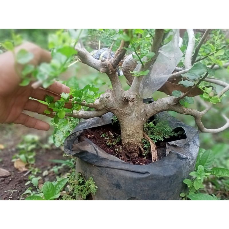 Jual Phusu bintang micro daun bulat (Celtis Chinensis) | Shopee Indonesia