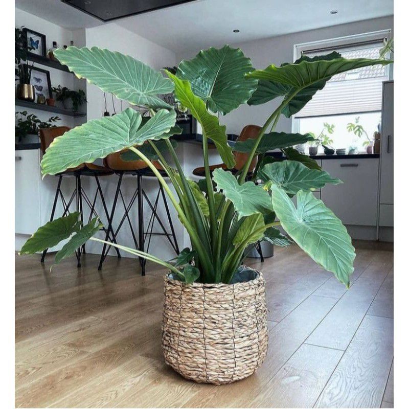 Jual pohon sente sultan berkualitaa | Shopee Indonesia